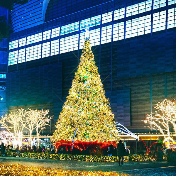 グリーンビッグコーンツリー 10M - 調理器具のSHOKUBI