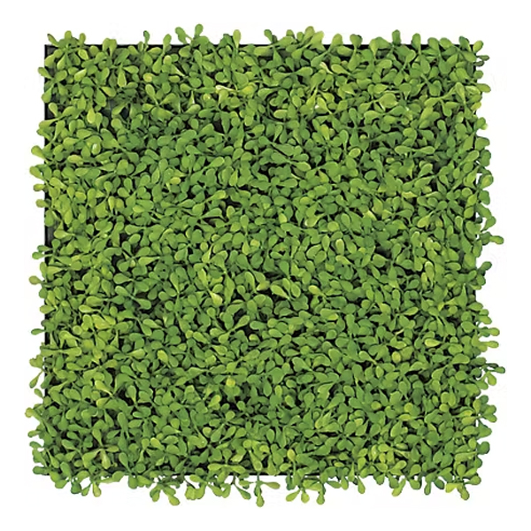 グリーンモード (ベルク) 連接グリーン 30角 GR1154 - 調理器具のSHOKUBI