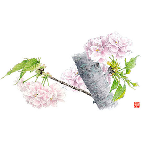 尺3 テーブルマット 100枚入り No.520 さくらの花 - 調理器具のSHOKUBI