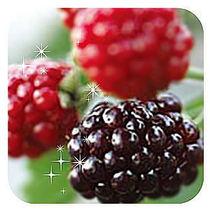 増田紙工 デザイン紙コースター 花 No.1 - 調理器具のSHOKUBI